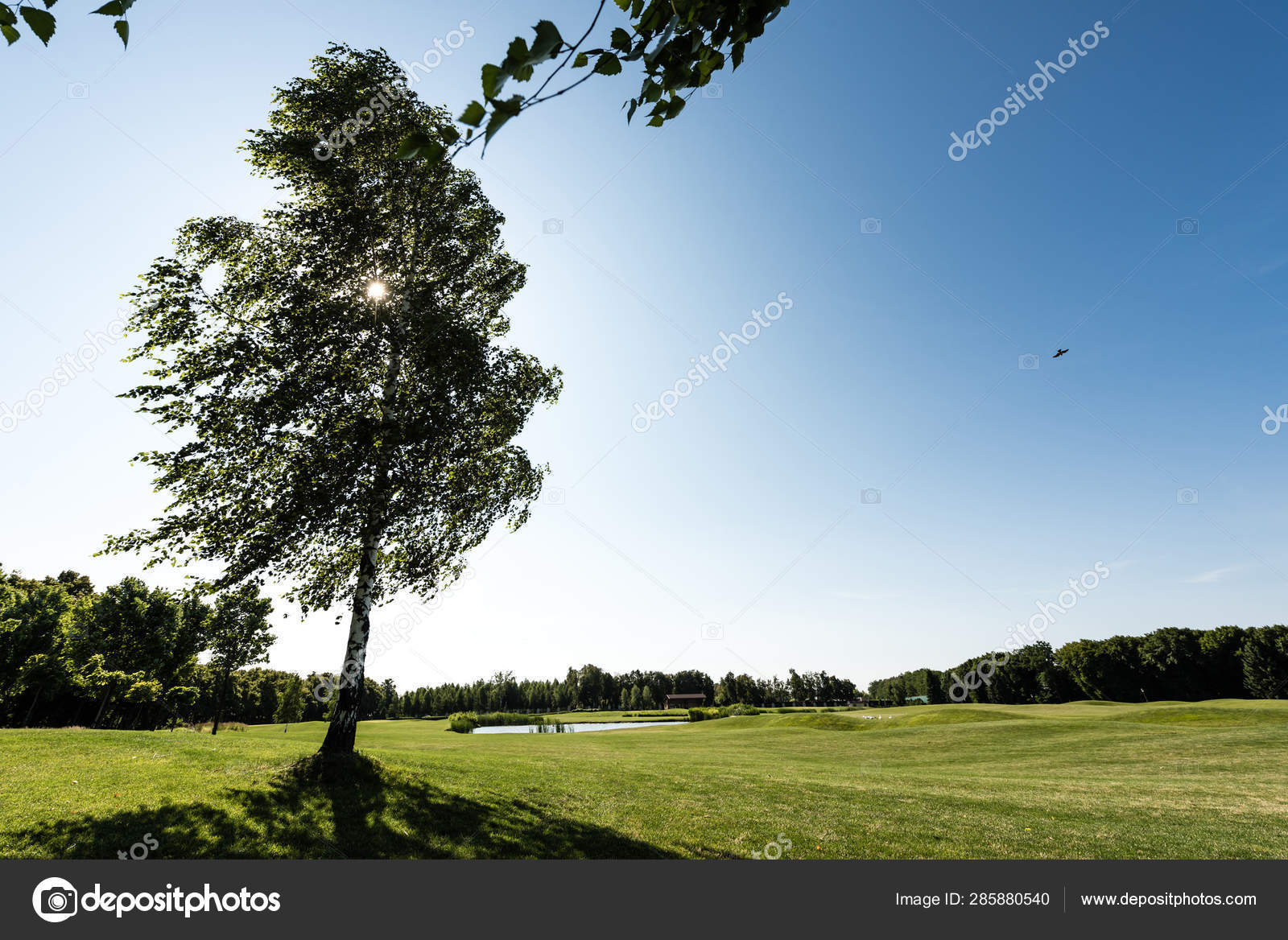 Selective Focus Tree Green Leaves Grass Park Blue Sky — Stock Photo ...