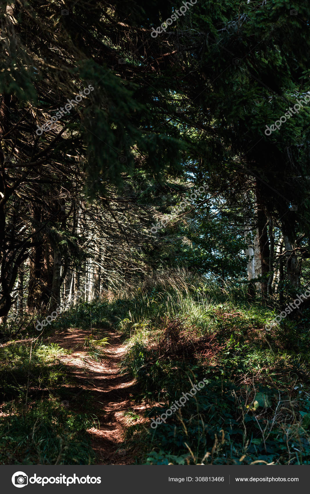 Shadows Path Green Trees Woods — Stock Photo © HayDmitriy #308813466