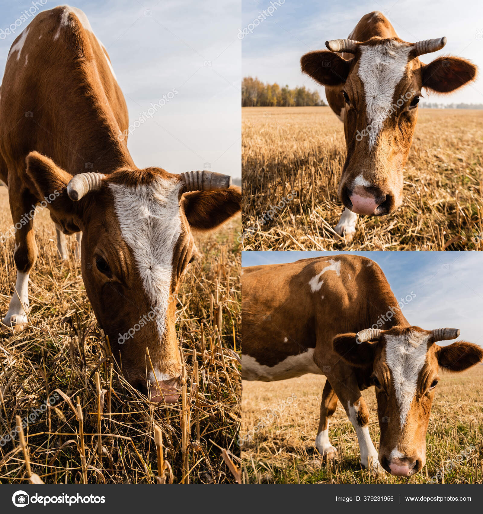 Collage Cow Horns Eating Grass Pasture Ukraine Stock Photo by ...