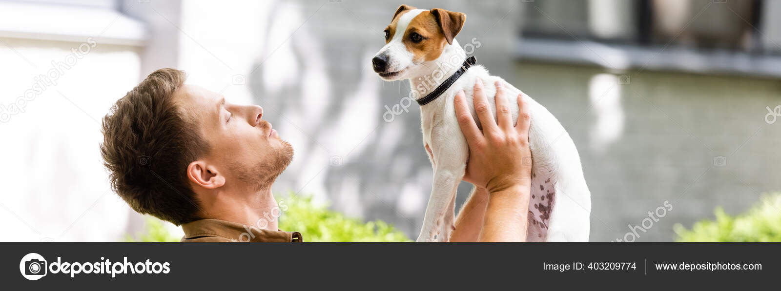 Panoramic Shot Man Raising Jack Russell Terrier Dog Hands While — Stock ...
