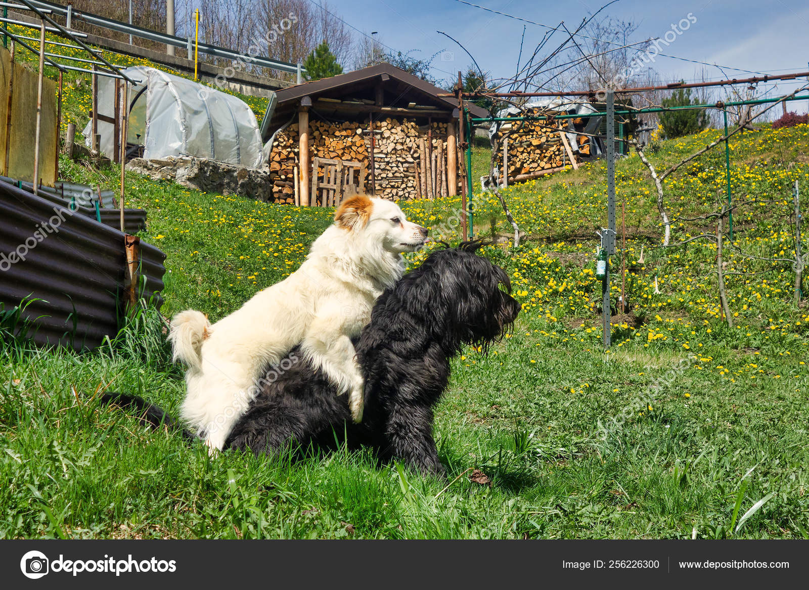 Male dog mounts another male dog to demonstrate dominance — Stock Photo ...