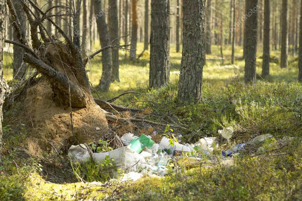 Basura en un bosque de pinos. Contaminación ambiental. 2022