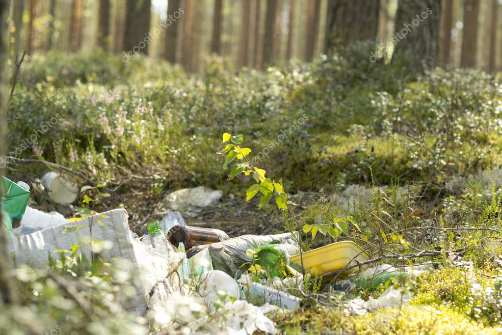 Basura en un bosque de pinos. Contaminación ambiental. 2022