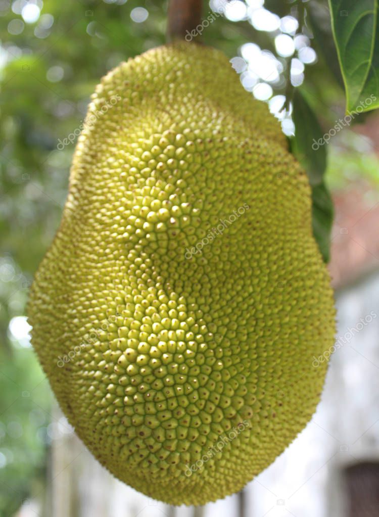 Jackfruit verde fresco colgando en el árbol y la jaca joven 2022