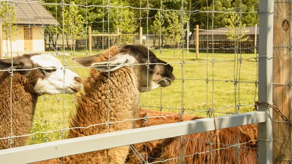 Stall farm animals Stock Photos, Royalty Free Stall farm animals Images ...