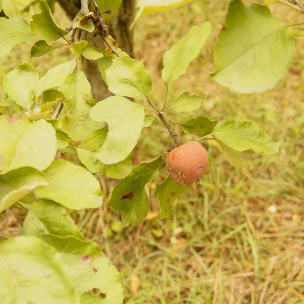Rotten apples on a tree - Stock Image - Everypixel