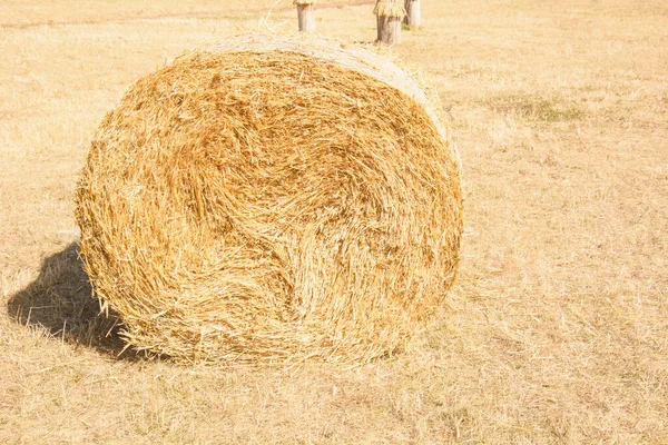 Pile of hay balls Stock Photos, Royalty Free Pile of hay balls Images ...