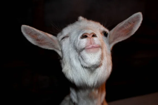 Smoking goat Stock Photos, Royalty Free Smoking goat Images | Depositphotos