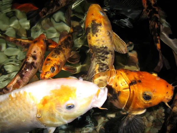 Beautiful Golden fish splashing in the water large carp in a river ...