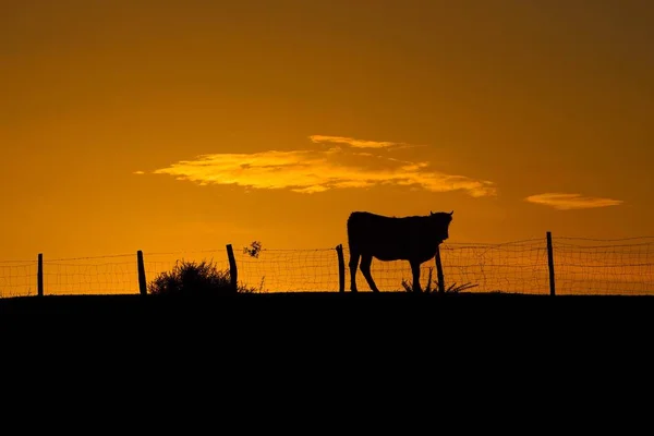 Cattle sunset Stock Photos, Royalty Free Cattle sunset Images ...