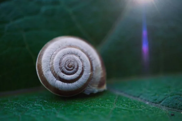 little white snail on the ground in the nature - Stock Image - Everypixel