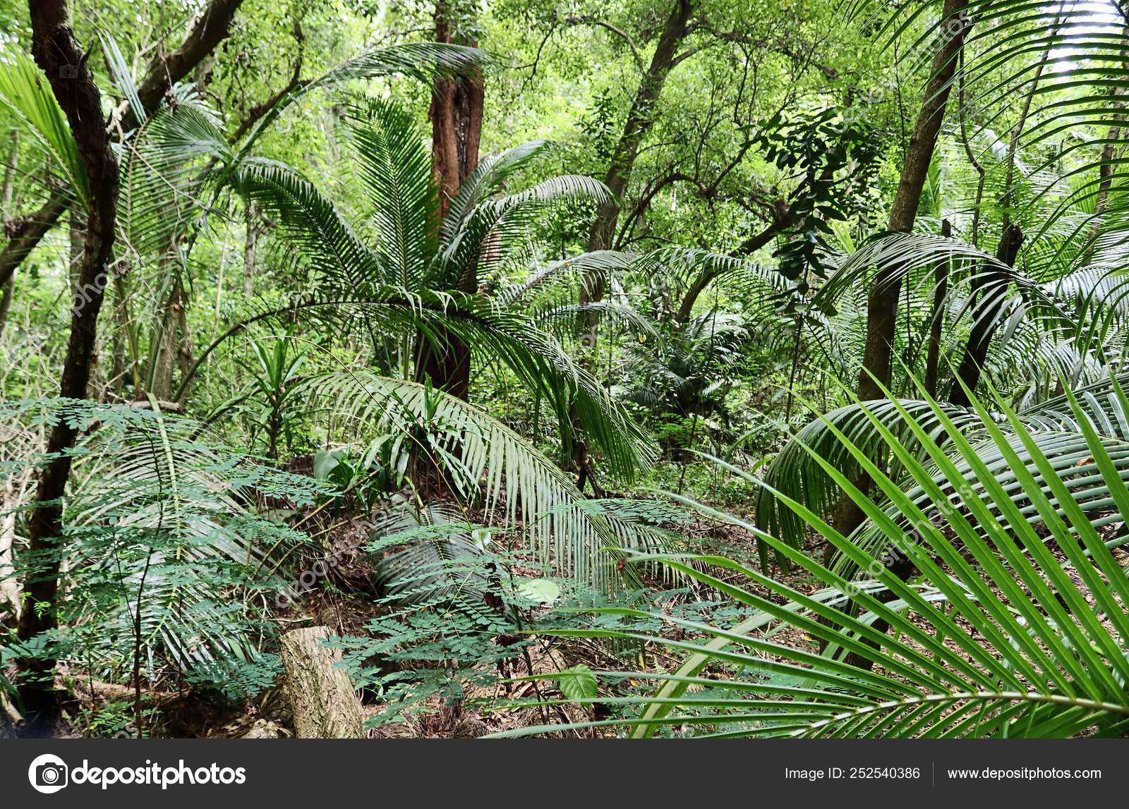 Hermosas Fotos Selva Verde Diferentes Lugares Las Seychelles ...