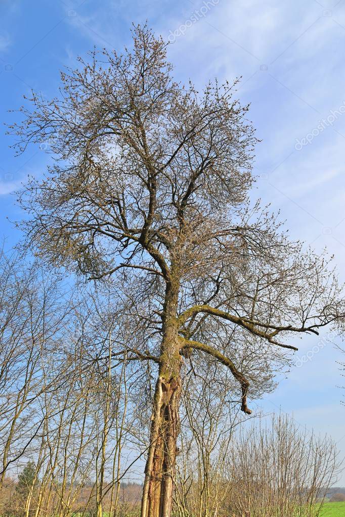 Hermosas coronas de árboles con hojas y finas ramas frente a un cielo ...