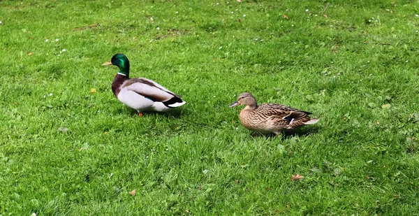 Duck children Stock Photos, Royalty Free Duck children Images ...