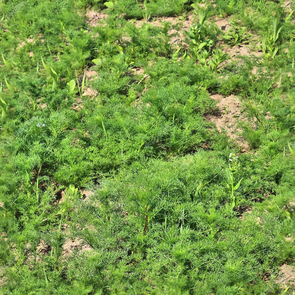 Patr n de textura sin costura muy detallado de suelo acre y suciedad en ...