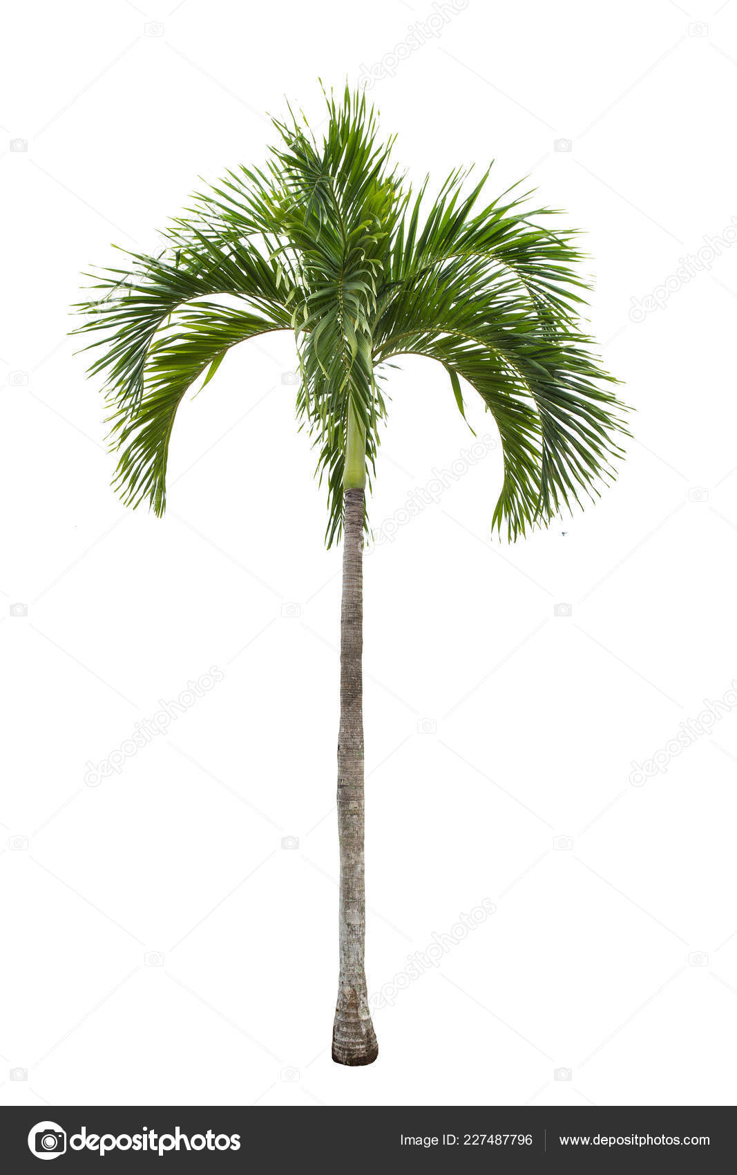 Isolated Big Palm Tree White Background Large Palm Trees Database Stock ... Isolated Big Palm Tree White Background Large Palm Trees Database Stock ...
