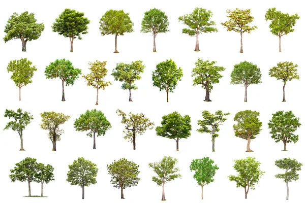 Trees no background Stock Photos, Royalty Free Trees no background ...