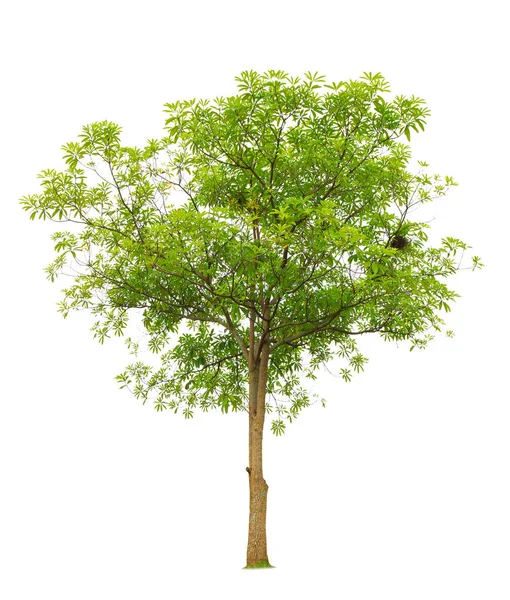Robinia tree Stock Photos, Royalty Free Robinia tree Images | Depositphotos