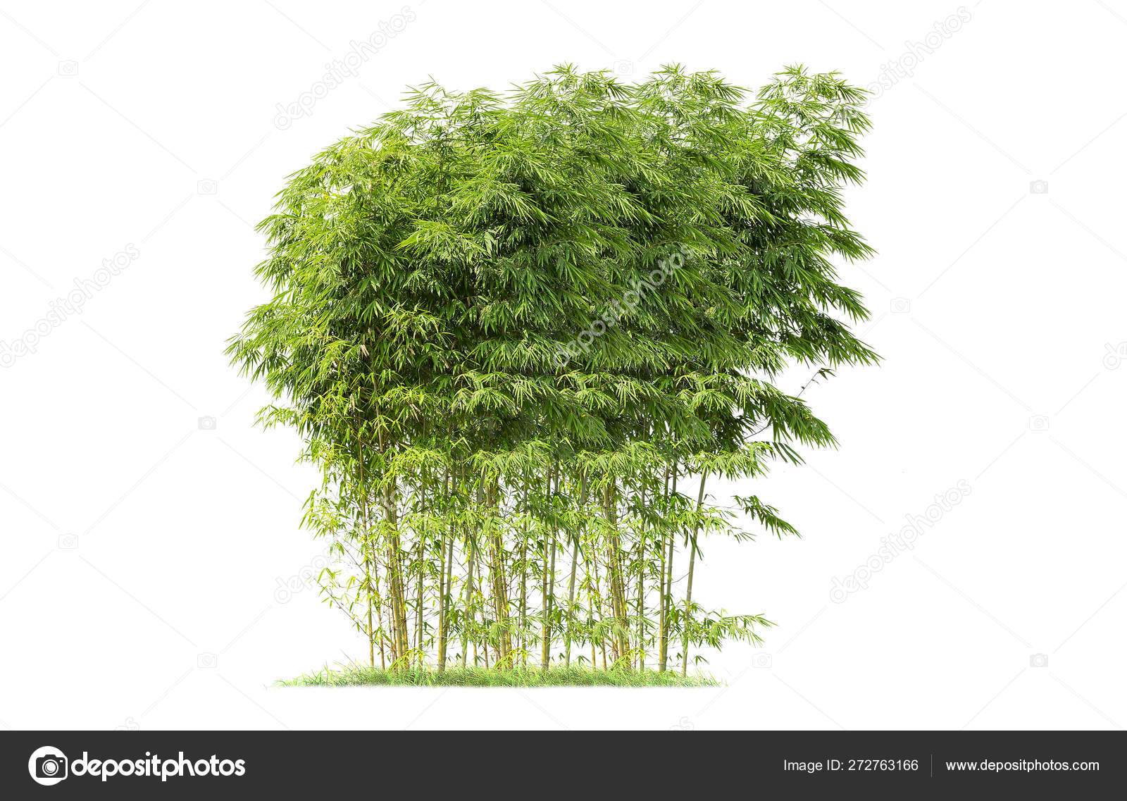 Isolated big bamboo tree on White Background. Stock Photo by ...
