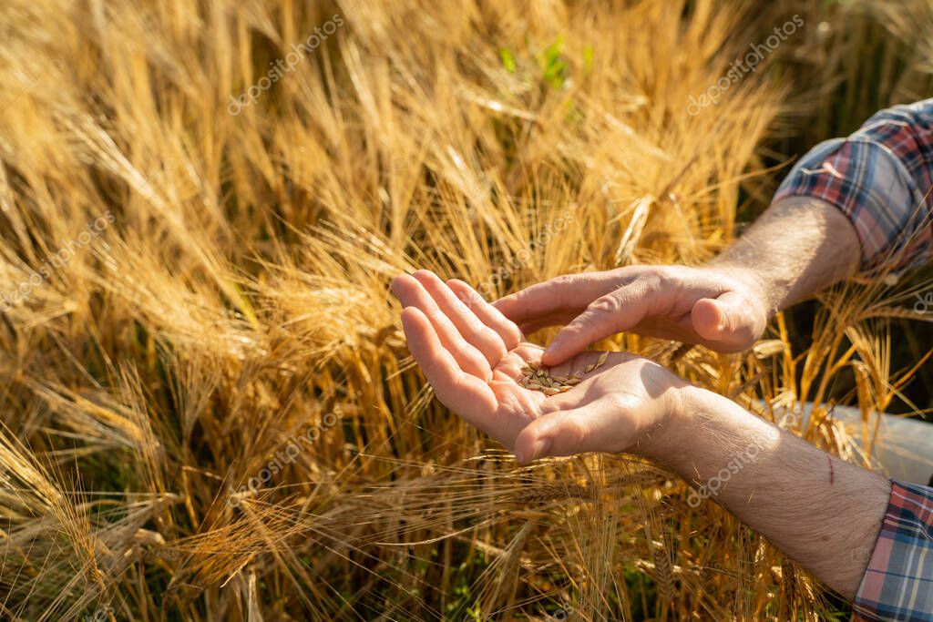 La mano toca las orejas de cebada. Agricultor en un campo de trigo ...