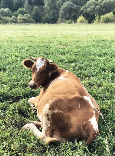 Vaca relajada Stock Photos, Royalty Free Vaca relajada Images ...