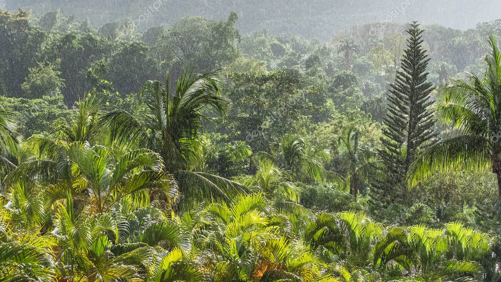Vegetación tropical en la lluvia, panorama de la isla de Guadalupe 2022