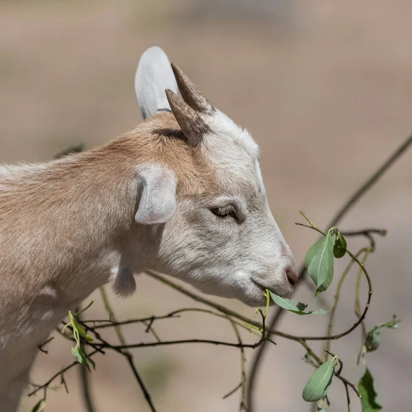 Goat eating plant Stock Photos, Royalty Free Goat eating plant Images ...