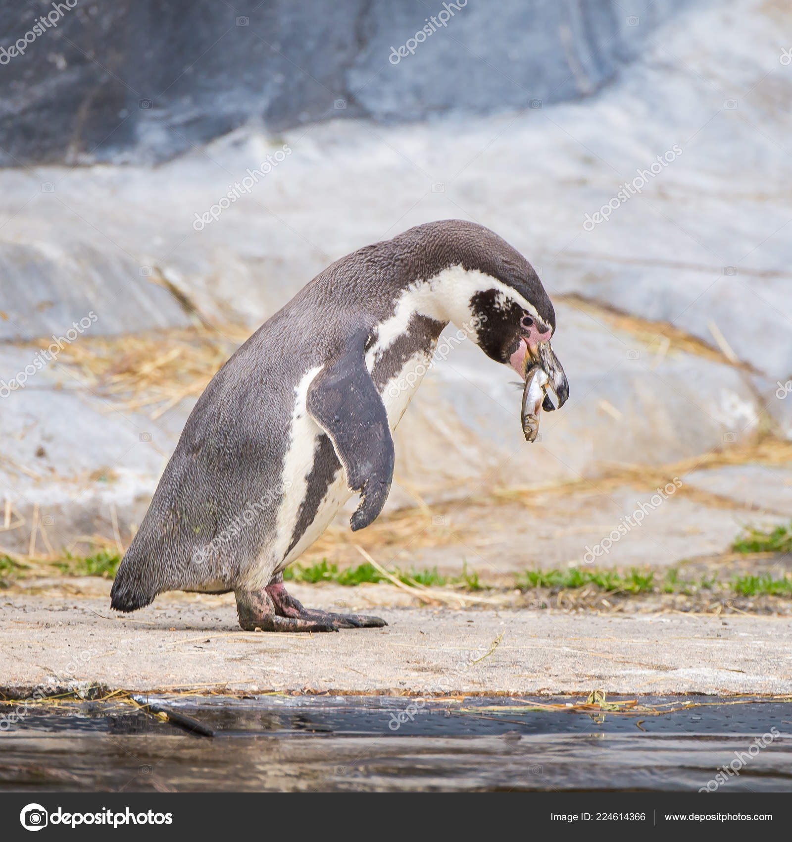 Penguins Eating Fish