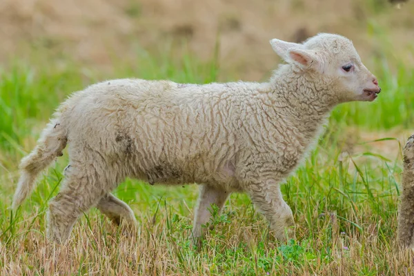 Mother baby sheep Stock Photos, Royalty Free Mother baby sheep Images ...