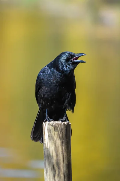 Dipper preto Stock Photos, Royalty Free Dipper preto Images | Depositphotos