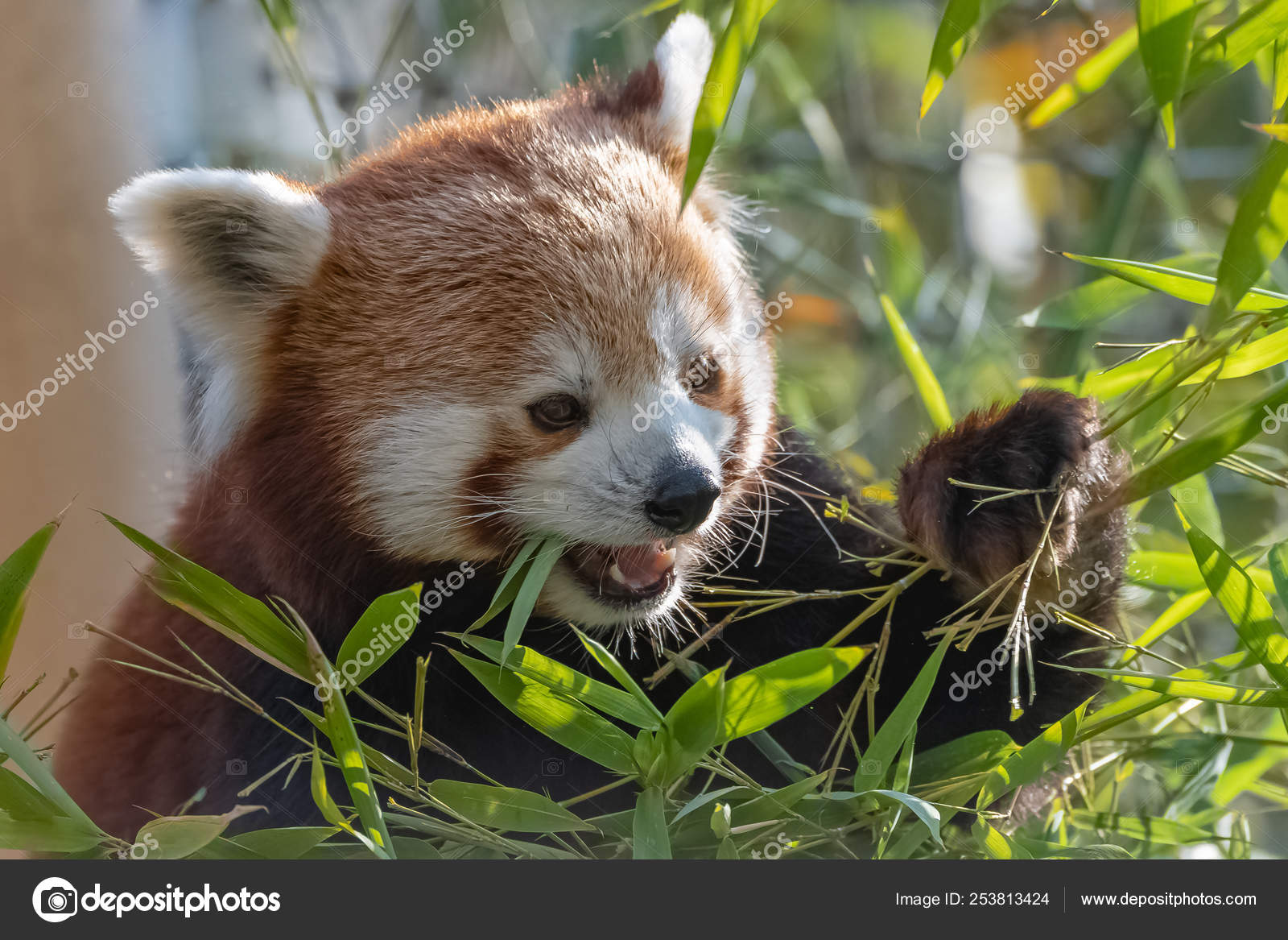 Red Pandas Eating Bamboo