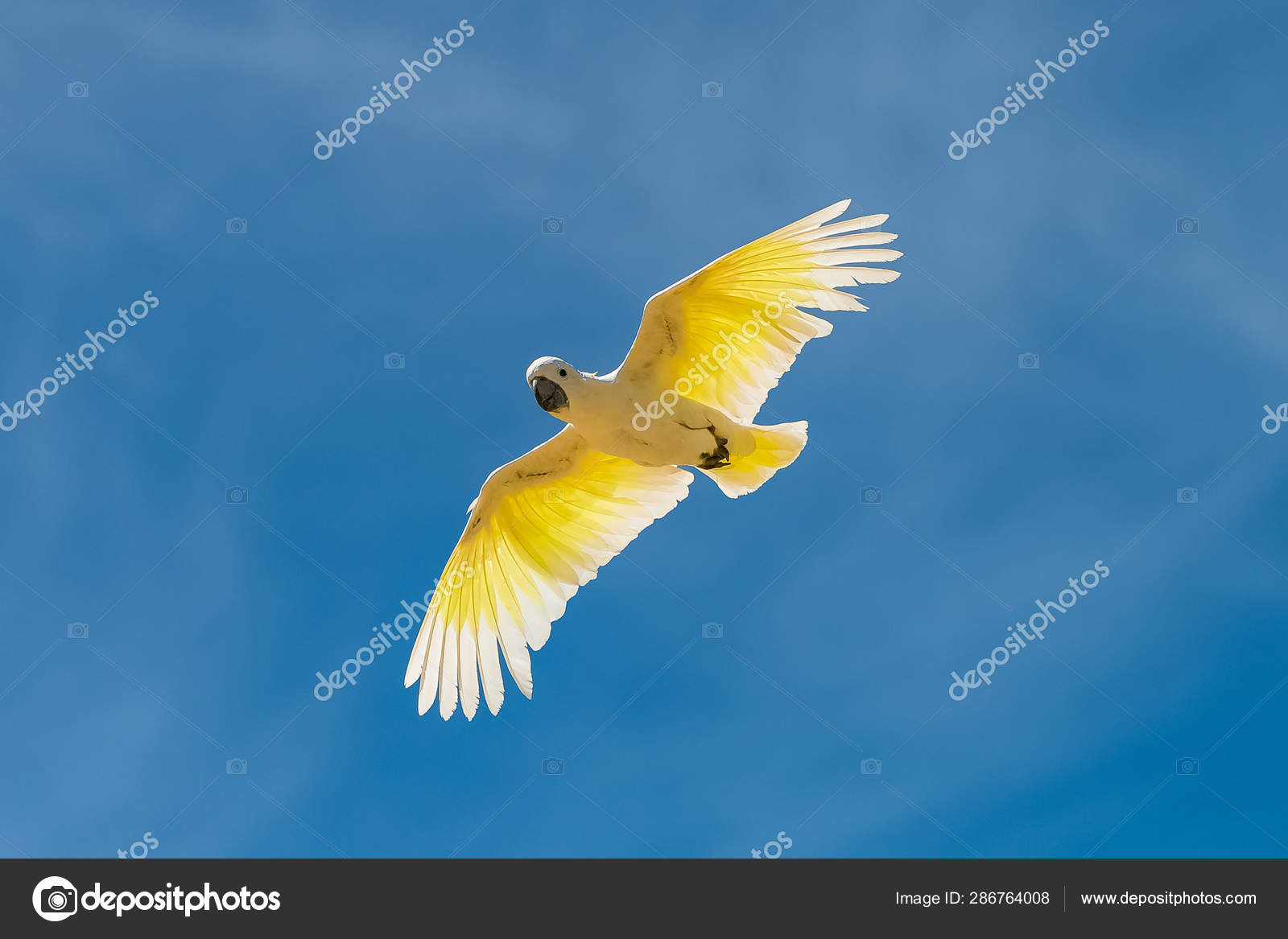 Flying Yellow Parrots