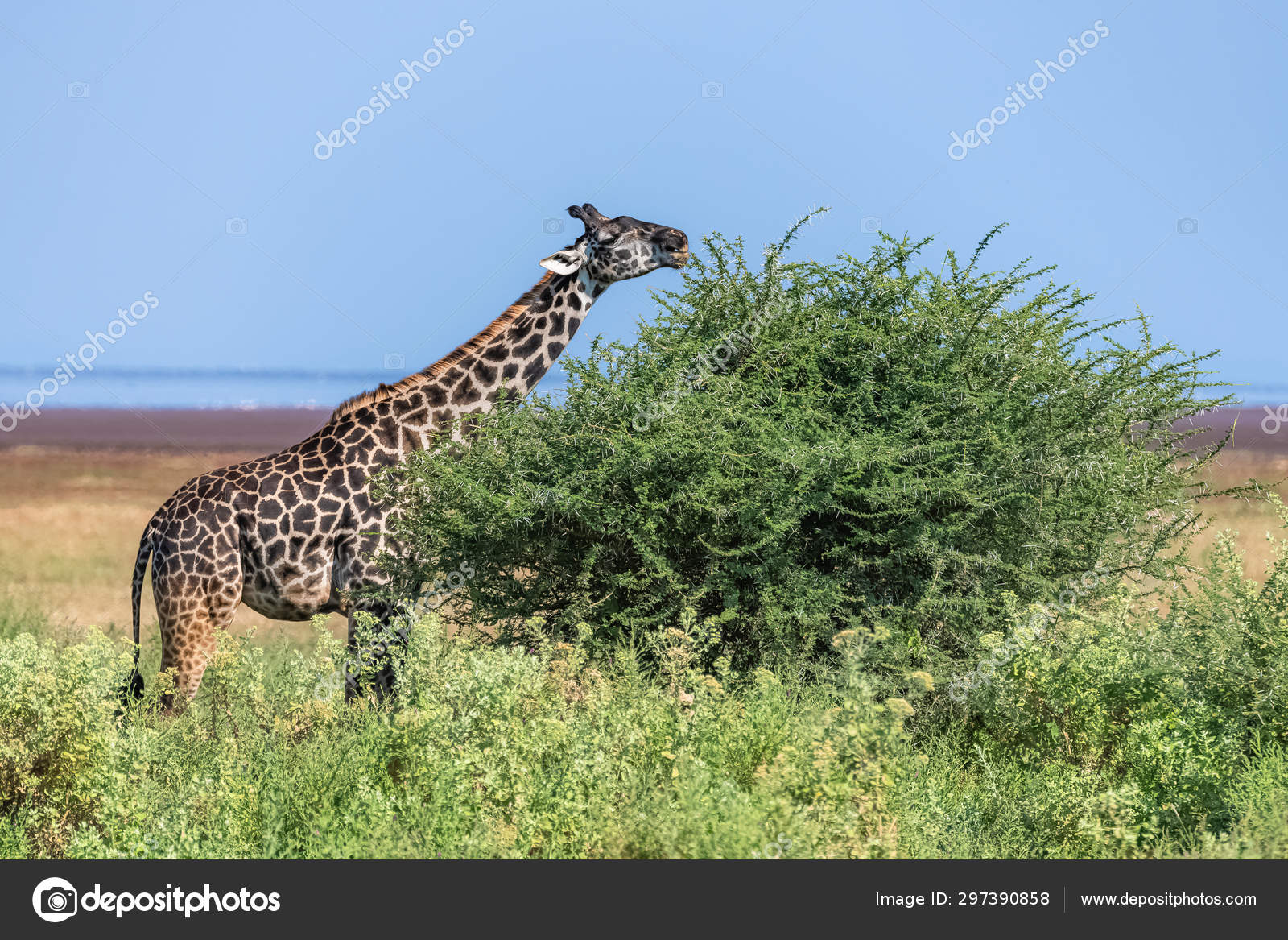 Giraffe Eating Acacia Leaves