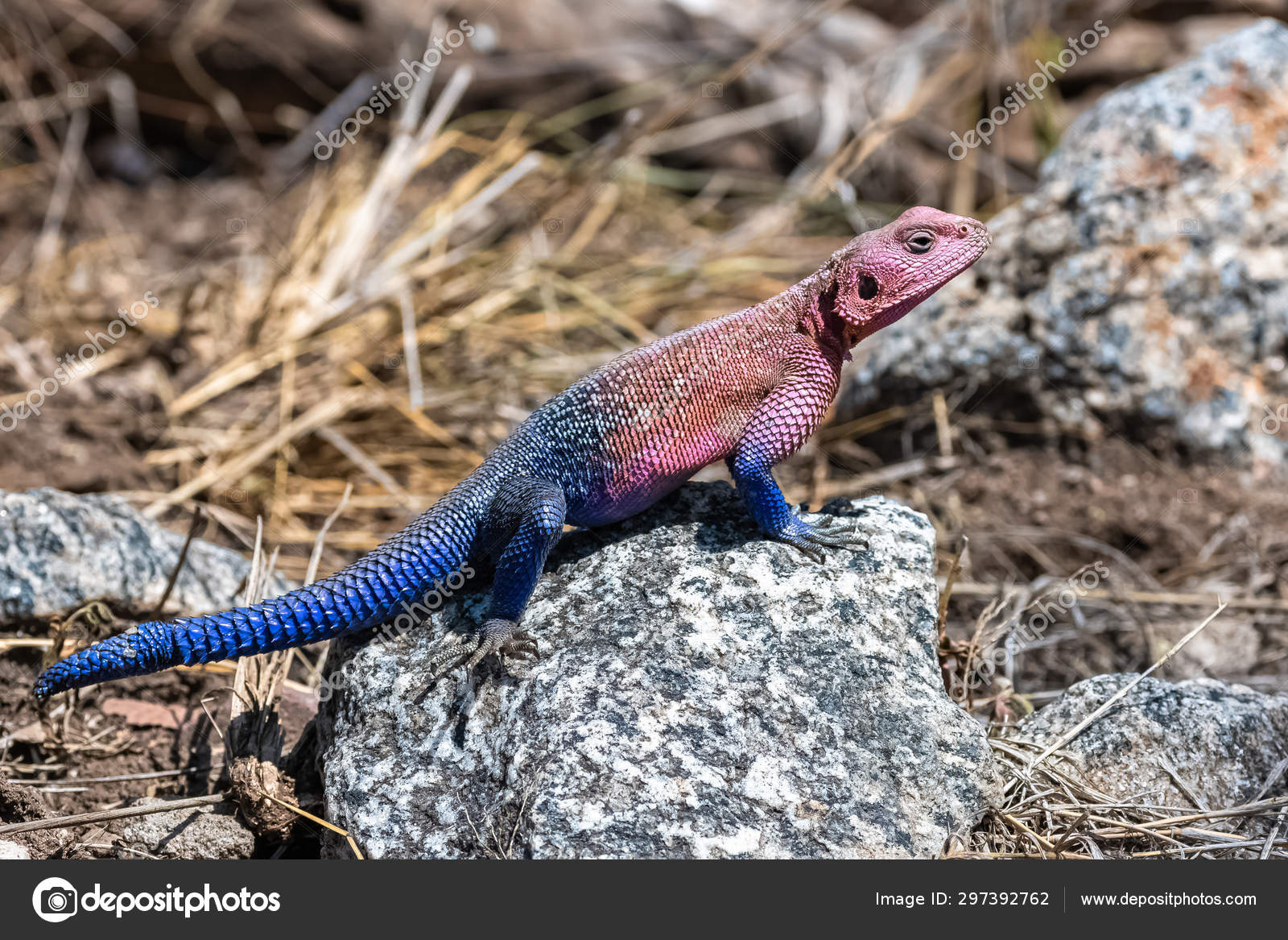 Rainbow Lizard Agama