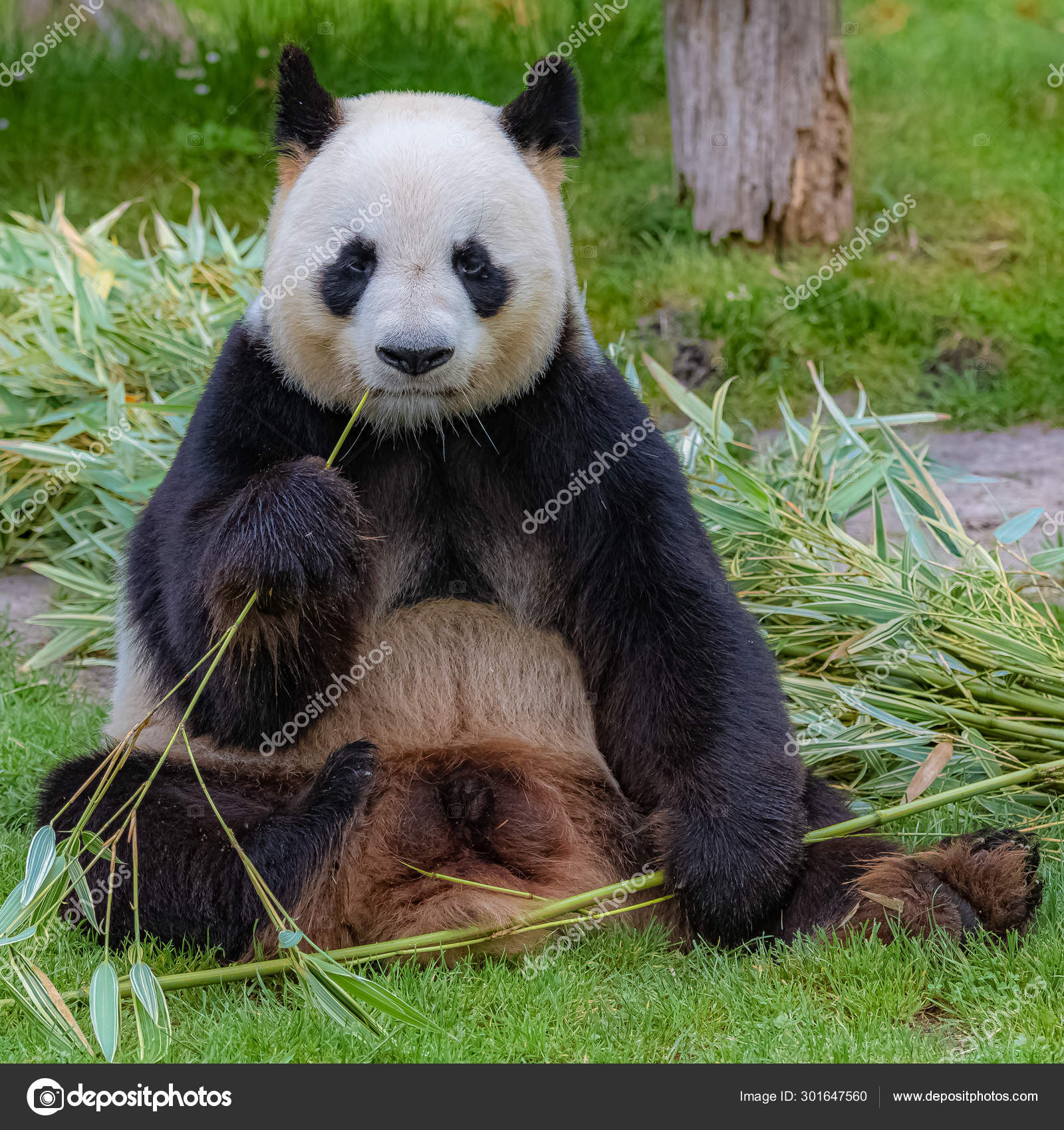 Panda Sitting And Eating