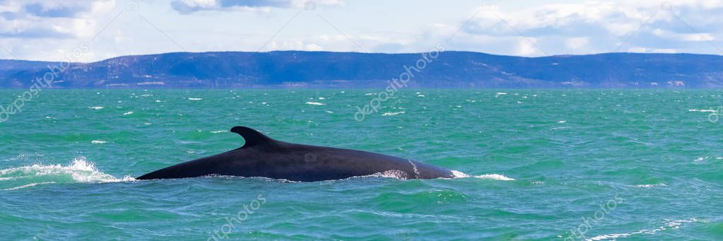 Ballena Minke nadando en el golfo de Saint-Laurent, Balaenoptera ...