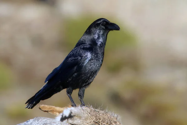 Genus corvus in the family of raven birds Stock Photos, Royalty Free ...