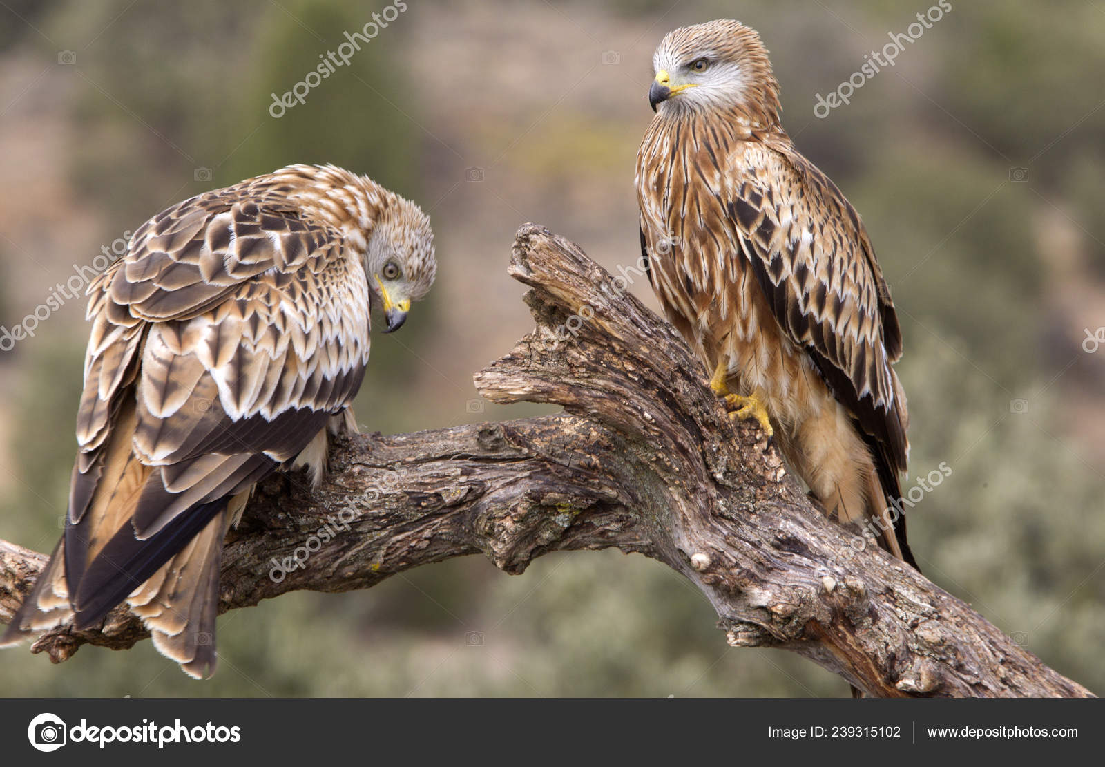 Red Kite Milvus Milvus — Stock Photo © 14921210 #239315102