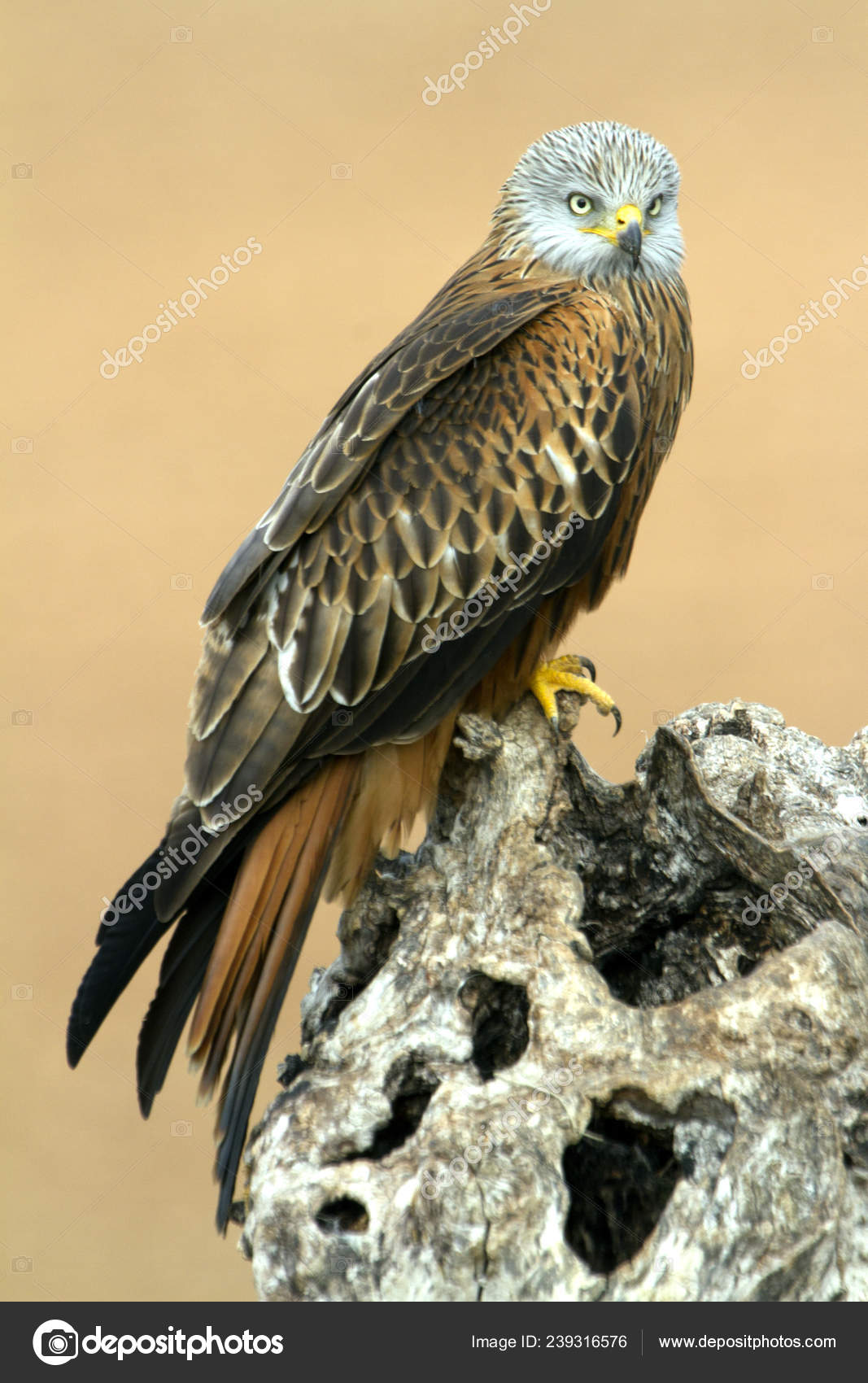 Red Kite Milvus Milvus — Stock Photo © 14921210 #239316576