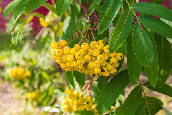 Rhamnus Stock Photos, Royalty Free Rhamnus Images | Depositphotos