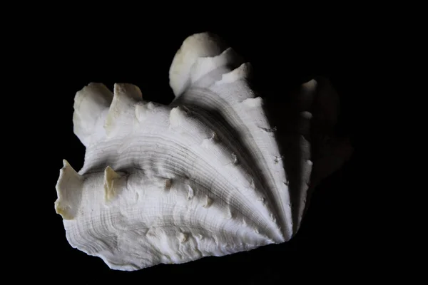 Seashell on a black background Stock Photos, Royalty Free Seashell on a ...