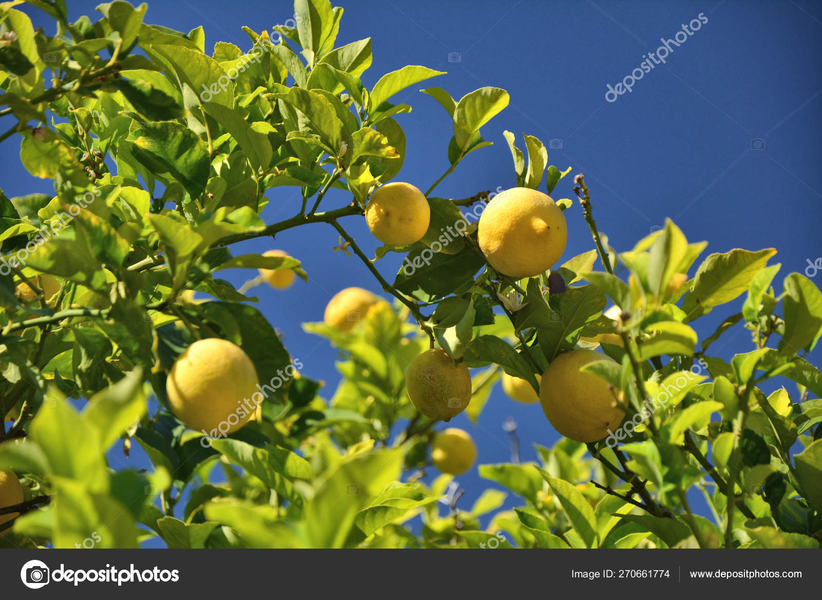 Lemon tree with lemons. Stock Photo by ©Studiobarcelona 270661774