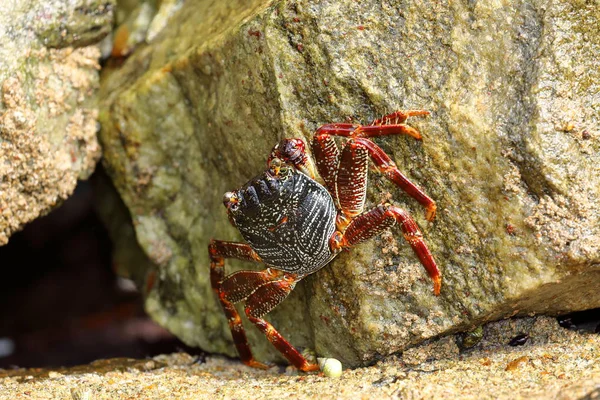 Crab red eyes protecting nest Stock Photos, Royalty Free Crab red eyes ...