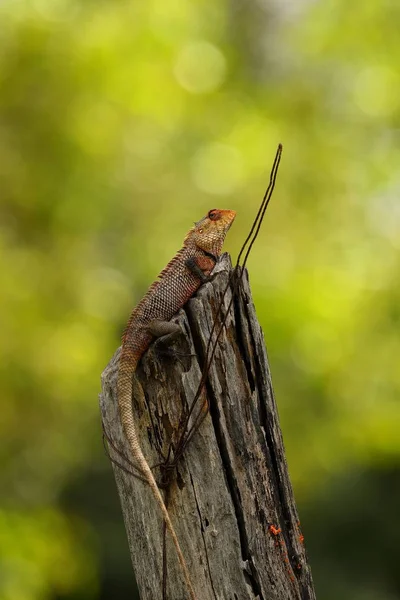 Rail lizard Stock Photos, Royalty Free Rail lizard Images | Depositphotos