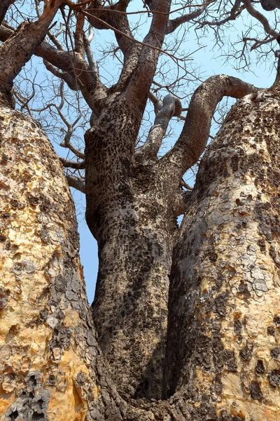 Senegal baobab tree Stock Photos, Royalty Free Senegal baobab tree ...