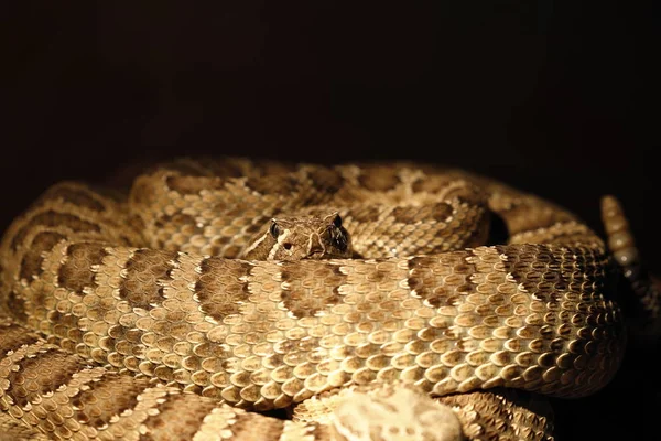 Eastern rattlesnake Stock Photos, Royalty Free Eastern rattlesnake ...