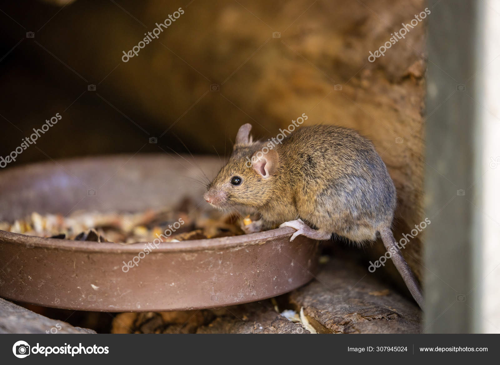 Pequeño Ratón Adorable Lindo: fotografía de stock © hecke06 #307945024 ...