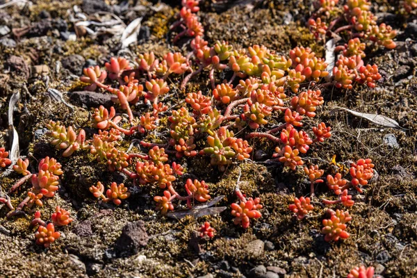 Tundra rostliny Stock Photos, Royalty Free Tundra rostliny Images ...