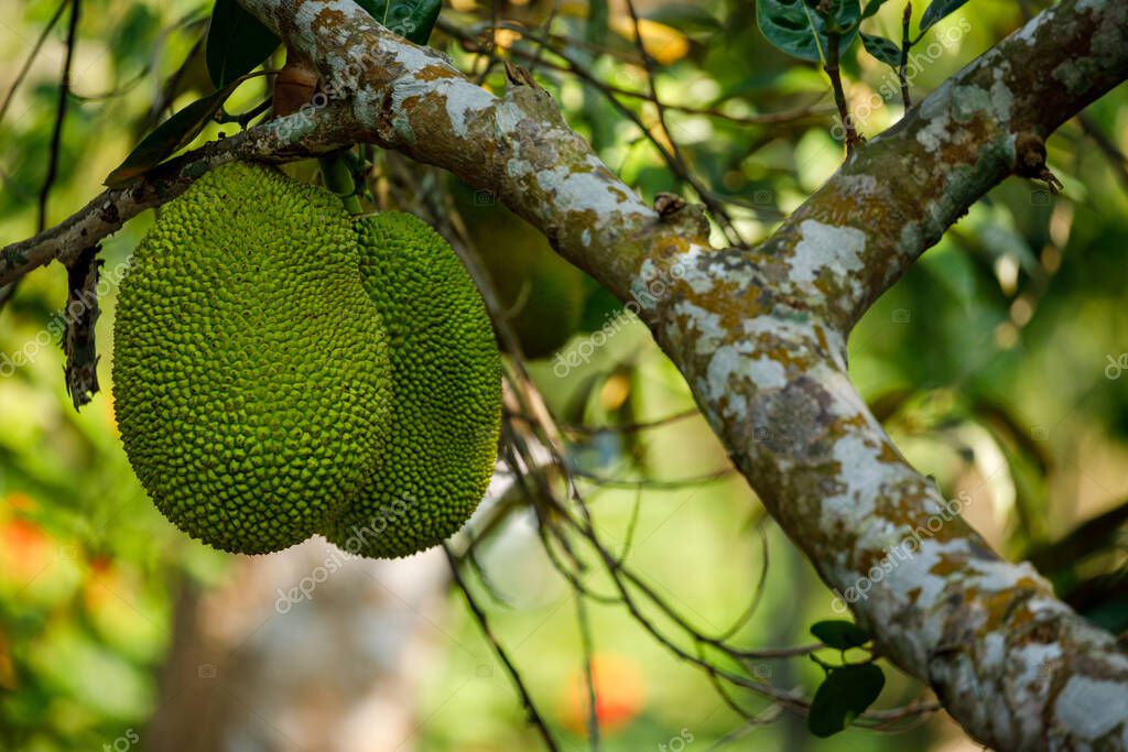 Jack Fruta en un árbol 2022
