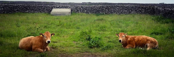 Cattle cemetery Stock Photos, Royalty Free Cattle cemetery Images ...